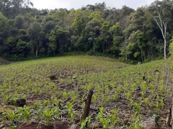 Terreno à venda, Interior - Carlos Barbosa/RS